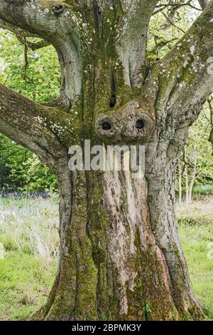 E.t. der Außerirdische von Steven Spielberg Film Wachs Figur in Madame ...