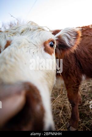 Kühe aus der Nähe und persönlich - das Leben auf dem Bauernhof. Idylle ...