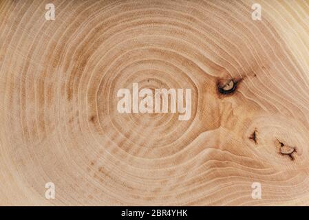 Esche platte Textur mit Jahresringe, Hintergrund oder Tapeten ...