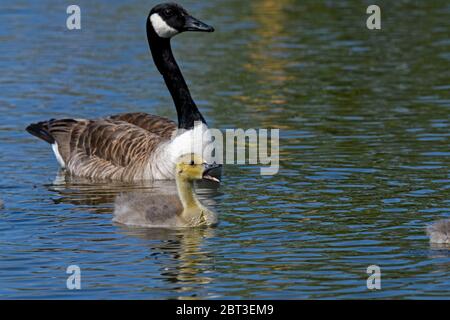 Die kanadagans ist ein großes Wild Goose Arten mit einem schwarzen Kopf ...