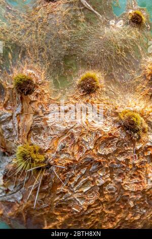 Riesige Kakteen aus Kakteen mit Kakteen auf der griechischen Insel ...