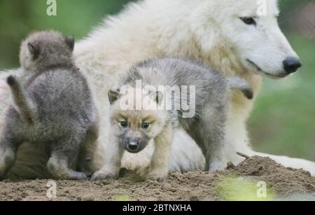 Stralsund, Deutschland. Mai 2020. Im Stralsund Zoo wird ein Baby ...