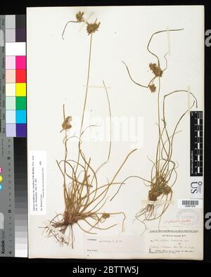 Cyperus retroflexus Buckley var retroflexus Cyperus retroflexus Buckley ...