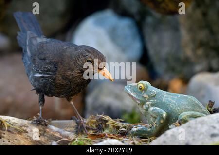 Frankreich, Doubs, Vogel, Amsel (Turdus merula), merlette, der seinen ...