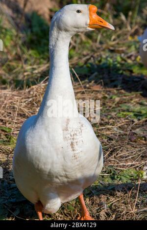 Eine Hausgans ist eine Gans, die Menschen domestiziert und für Fleisch ...