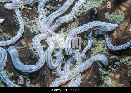 Weiße Schlange Seegurke auf Schwamm, Synapta SP., Bunaken, Sulawesi ...