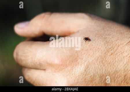 Milbe auf der Haut. Gefahr von Zeckenbiss Stockfotografie - Alamy
