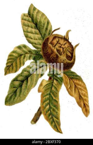 Mispel, gemeinsame Mispel, echten Mispel, Mispel, canescens Germanica ...