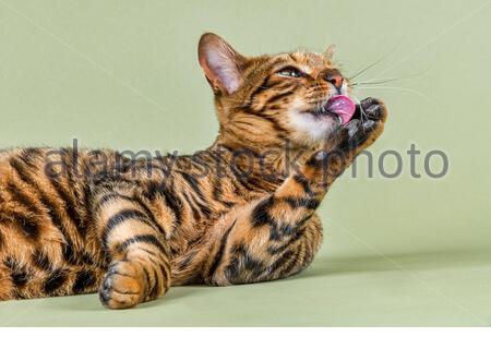 Katze, getigert, Fellpflege Stockfotografie - Alamy