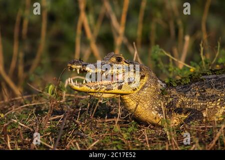 Schwarzer Kaiman, der sich mit offenem Mund abkühlt, Pantanal ...