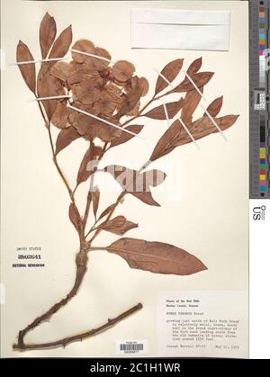 Rumex venosus Pursh Rumex venosus Pursh Stockfotografie - Alamy