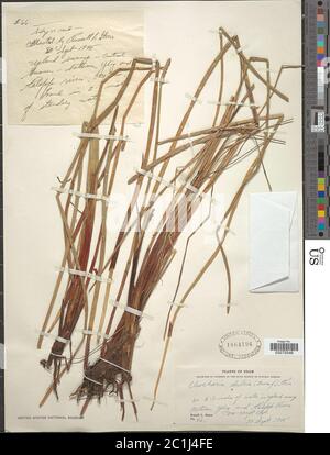 Eleocharis dulcis Burm f Trin ex Hensch Eleocharis dulcis Burm f Trin ...