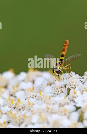Lange Schwebfliege (Sphaerophoria scripta), langbauchige Schwebfliege ...