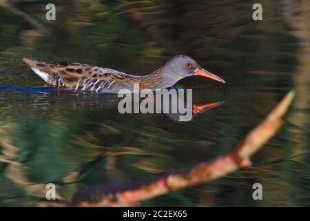 Wasserbahn in saxon im Herbst in der Morgensonne Stockfotografie - Alamy