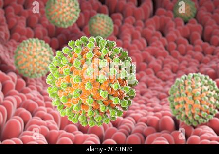 Darm Mikrovilli close up 3D Render. Darm-Mikrobiom und Verdauungssystem ...