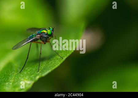 Langbeinige Fliege ( CondyloStylus ) Augen auf ein Blatt mit ...