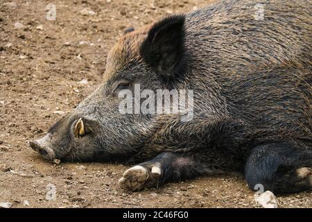 Großer Schwein große weiße Eber im Stall Stockfotografie - Alamy