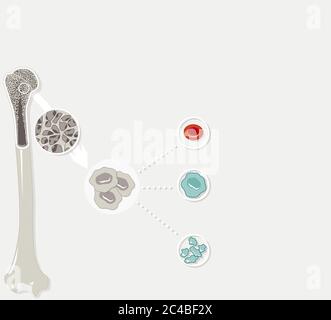 Knochenmark, Stammzellen, Hämatopoiese. Das Knochenmark befindet sich ...