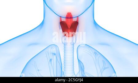 Menschliche Atmungssystem Kehlkopf und Rachen Anatomie Stockfotografie ...