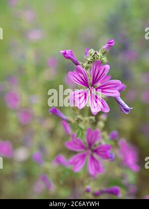 Malve, blaue Malve, hohe Malve, hohe Cheeseweed (Malva Sylvestris ...