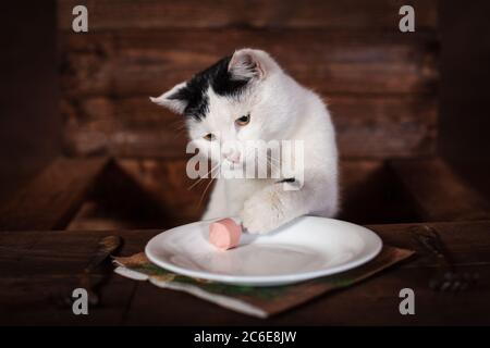 Die Katze isst Wurst, sitzt auf einem Holzstuhl am Tisch. Die Katze ...