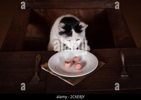 Die Katze isst Wurst, sitzt auf einem Holzstuhl am Tisch. Die Katze ...
