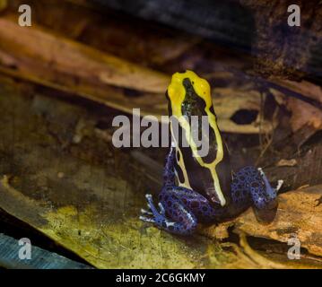 Schwarz-gelb-blaue Pfeilgiftfrosch (Dendrobates Ventrimaculatus ...