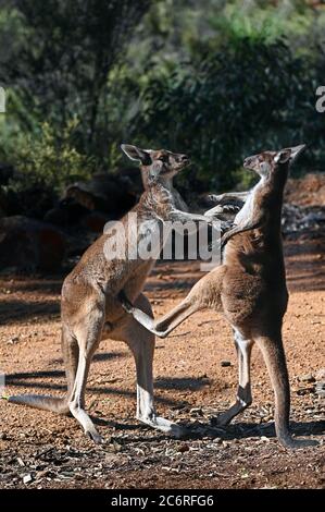 Zwei westliche graue Kängurus, Macropus Fuliginosus, kämpfen mit einem ...