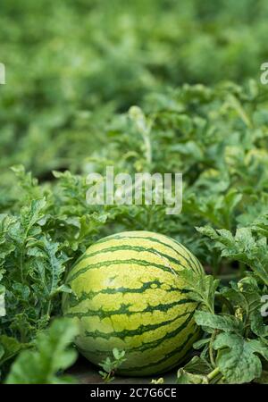 Bio-Wassermelone wächst auf dem Feld auf Öko-Farm. Nahaufnahme von ...