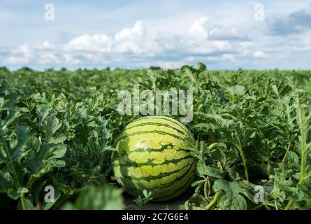 Bio-Wassermelone wächst auf dem Feld auf Öko-Farm. Nahaufnahme von ...
