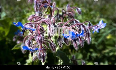 Blühendes Borretsch im Frühling in Coursan Stockfotografie - Alamy