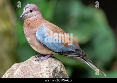 Senegal oder Lachtaube (Spilopelia senegalensis) in einem städtischen ...