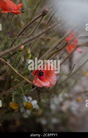 Blumen in Southsea Rock Garden, Portsmouth Stockfotografie - Alamy