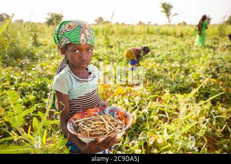 Ein Kind erntet auf dem Familienbetrieb in der Region Tahoua, Niger ...