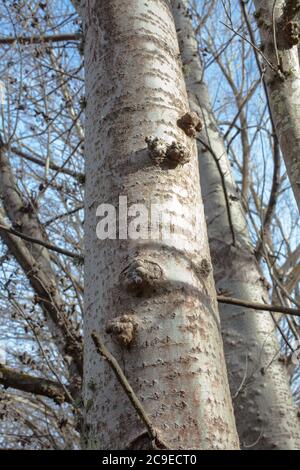 Weiße Pappel (Populus alba) markantes Rautenmuster auf der Rinde ...