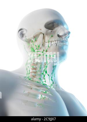 Lymphsystem an Kopf und Hals, computer Abbildung Stockfotografie - Alamy