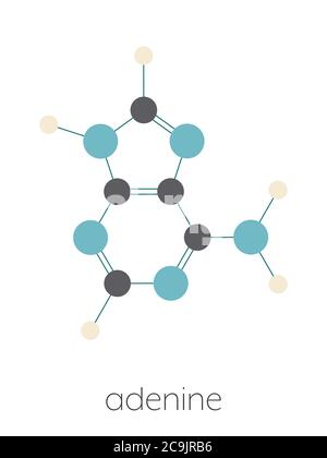 Adenin (A, Adenin)-Purin-Nukleobase-Molekül. Basis in DNA und RNA ...