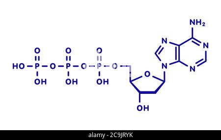 Deoxyadenosine Triphosphat (dATP)-Nukleotid-Molekül. DNA-Baustein ...