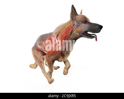 Hund Muskeln Anatomie - Muskulatur des Hundes Stockfotografie - Alamy