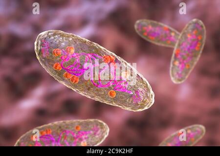 Pestbakterien (Yersinia pestis), Computerdarstellung. Y. pestis sind ...
