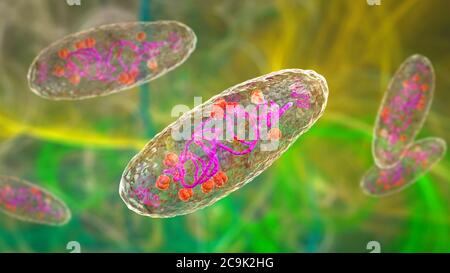 Pestbakterien (Yersinia pestis), Computerdarstellung. Y. pestis sind ...