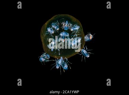 Tiefsee-Hyperiid-Amphipod, Phronima sp., parasitärer Amphipod, Parasit ...