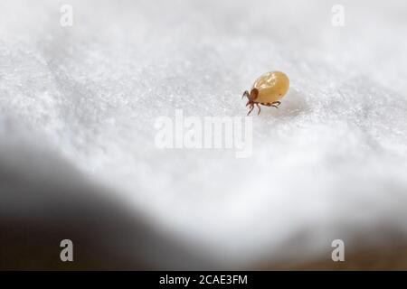 Ixoid Milbe im Makrofokus auf einem weißen Wattestäbchen ...