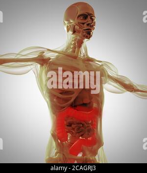 Menschliche Anatomie Organ Dickdarm Colon aufsteigend transversal ...