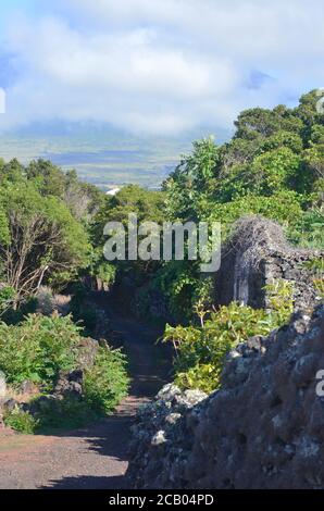 Ländliche Wege inmitten von Weinbergen und üppiger Vegetation in den ...