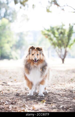 Sheltie, Shetland Sheepdog, mini Collie Stockfotografie - Alamy