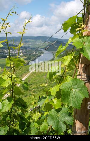 01. Jan 1970: Panoramalandschaft mit Blick auf den Moselort Lieser bei ...