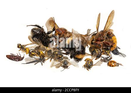 Viele verschiedene bunte tote Insekten sind in einem Stapel. Auf weiß ...