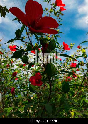 Blühenden hibiscus Bush im Sommer Garten mit hellen Blüten in Weiß und ...