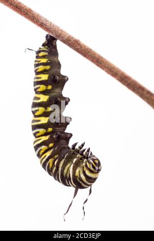 Die Metamorphose von der Raupe zur Puppe auf weißem Hintergrund ...
